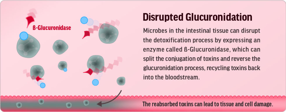 Boosting Immune Health by Protecting Against Toxins with Glucarate ...